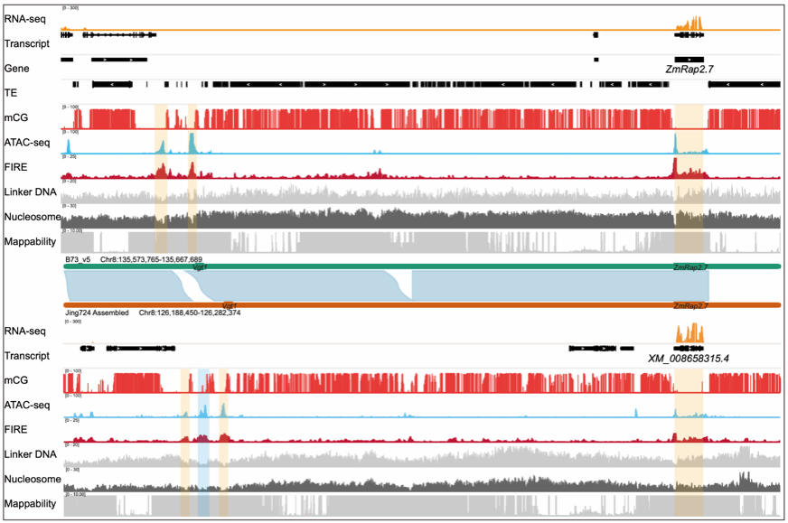 PNAS｜南京师范大学生科院孙林华实验室与北京大学邓兴旺院士团队合作建立植物Fiber-seq揭示植物单分子染色质开放性的动态变化和玉米复杂 ...